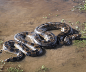 Dead Snake Symbolism Meaning: Insights and Symbolic Significance