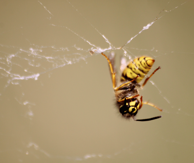 Dead Spider Meaning Symbolism: Unveiling and Implications