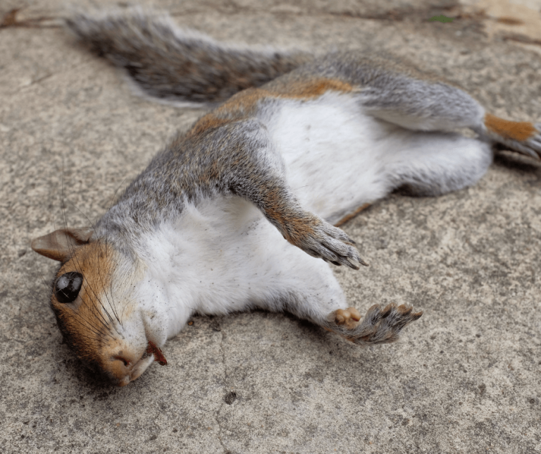 Unlocking the Hidden Messages in Dead Squirrel Symbolism Meaning