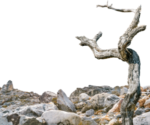 Dead Tree Meaning and Symbolism: A Comprehensive Analysis