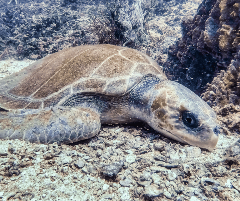 Dead Turtle Meaning Symbolism: Insights and Interpretations