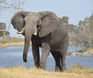 Elephant Symbolism: The Significance of Spirit Animals in Various ...