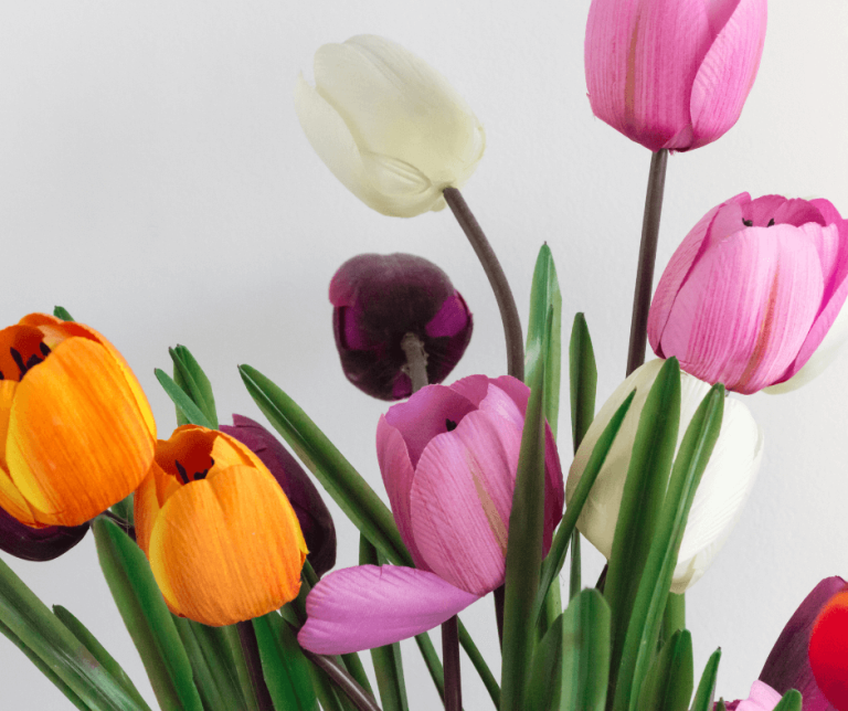 Flowers That Symbolize Healing: A Guide to Their Meanings