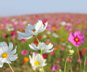 Flowers That Symbolize Hope: A Guide to Their Meanings