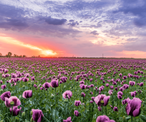 Discover the Top Flowers That Symbolize Peace in Culture