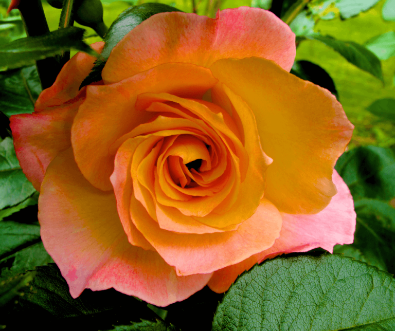 Flowers That Symbolize New Beginnings: A Comprehensive Guide
