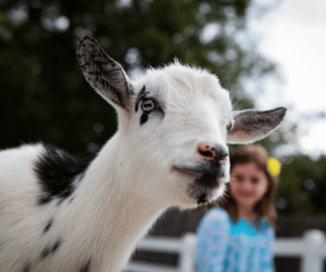 Unlocking the Secrets of Goat Symbolism: What You Need to Know