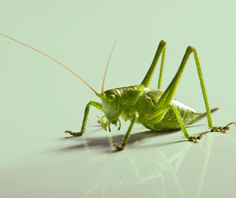 Grasshopper Symbolism: Understanding the Spirit Animal