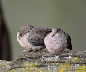 Gray Dove Symbolism: Meaning and Significance