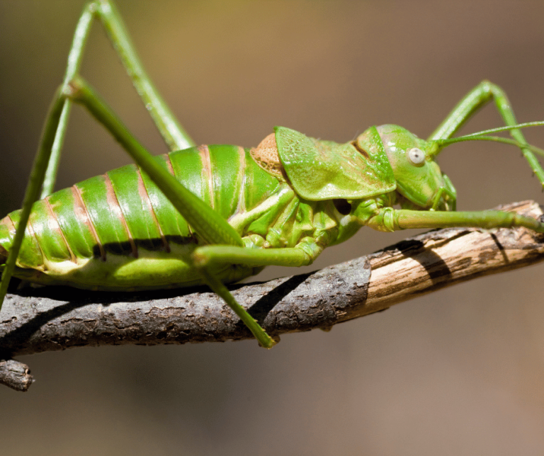 Green Cricket Spiritual Meaning and Symbolism: Explained