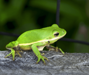 Green Frog Symbolism Meaning: Cultural Meanings of This Amphibian