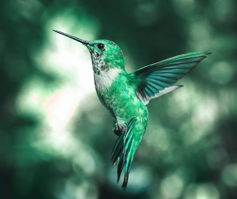 Green Hummingbird Spiritual Meaning Symbolism: Explained