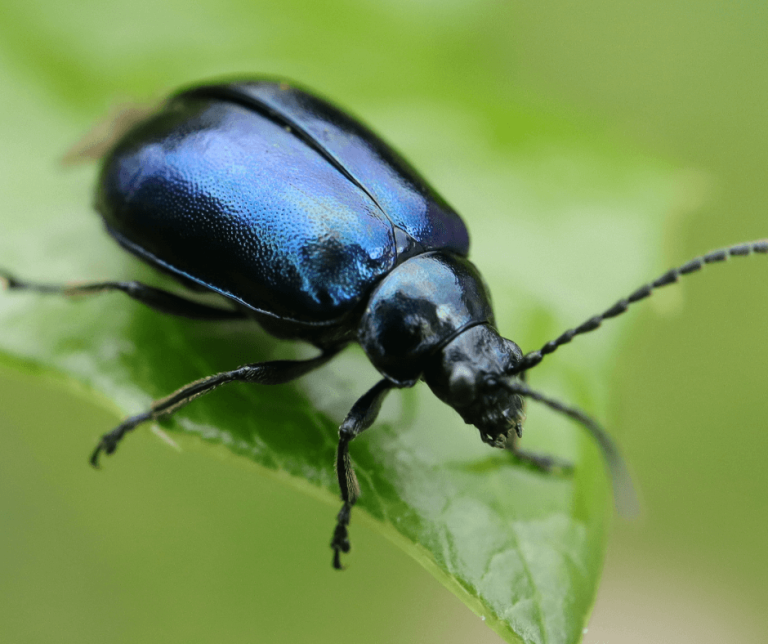 June Bug Symbolism: Exploring Its Spiritual Meaning