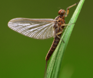 Mayfly Meaning Symbolism: Understanding the Significance