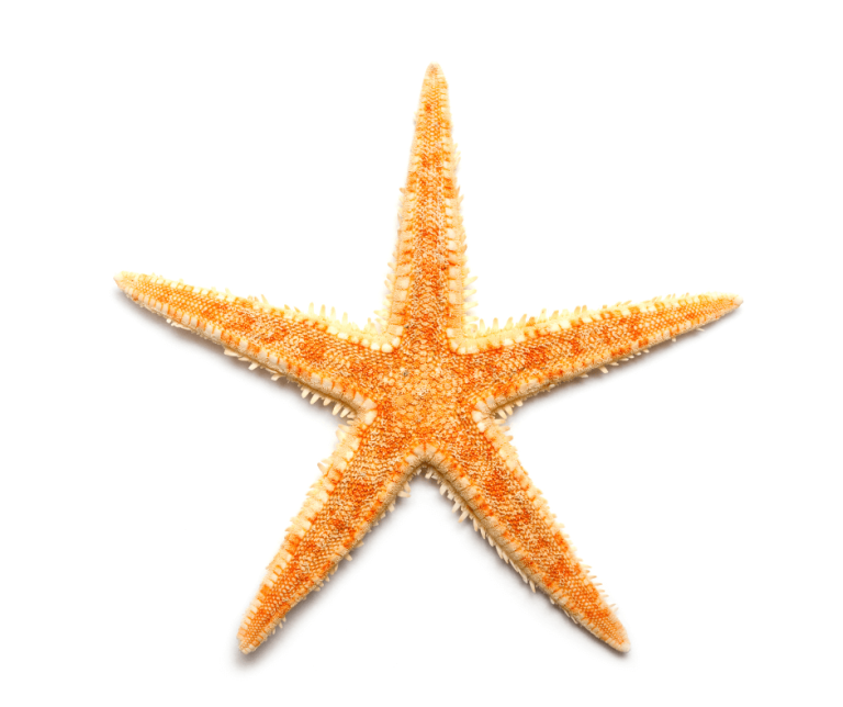 Morning Star Symbolism Meaning: Exploring Its Significance