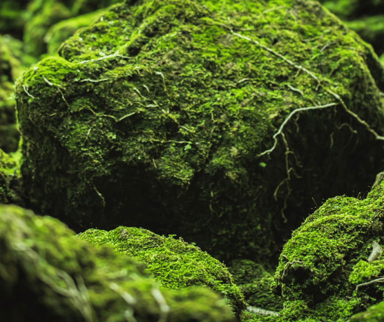 Decoding Moss Symbolism: Insights and Interpretations