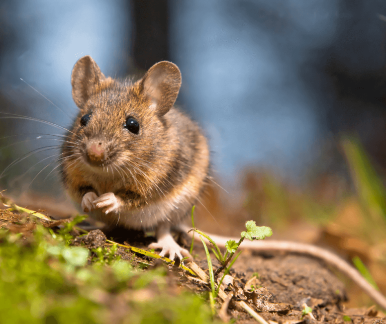 Mouse Symbolism: Understanding the Meanings and Significance