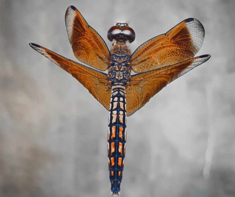 Unveiling Orange Dragonfly Meaning Symbolism: Insights and More