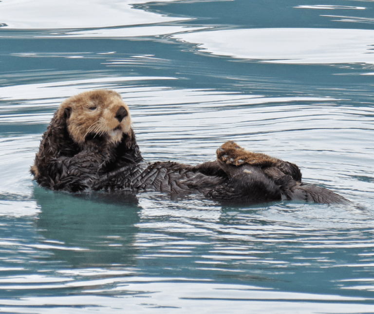 Otter Symbolism: Understanding the Spirit Animal Meaning