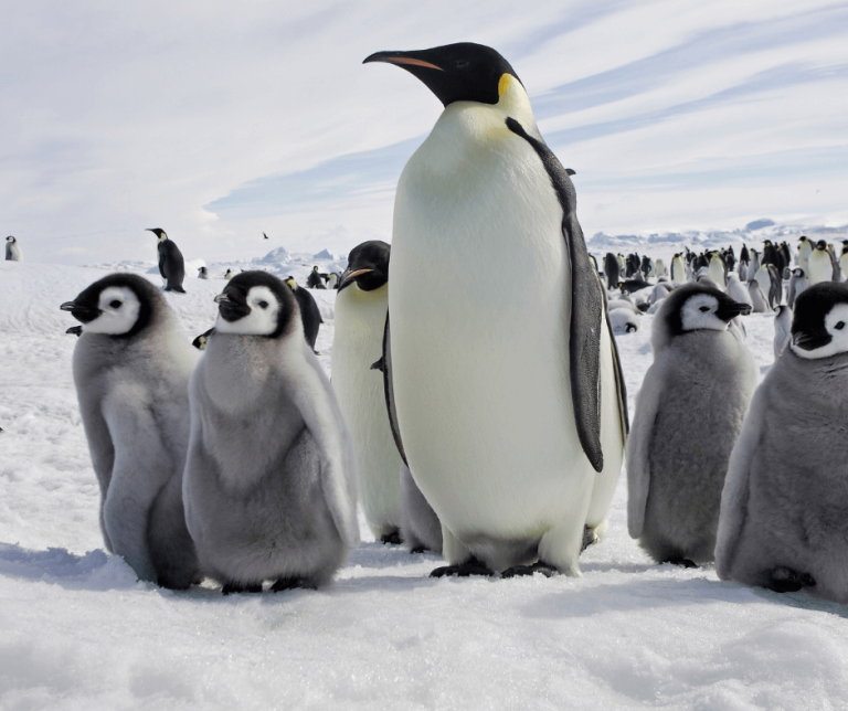 Penguin Symbolism: Understanding the Spirit Animal Meaning