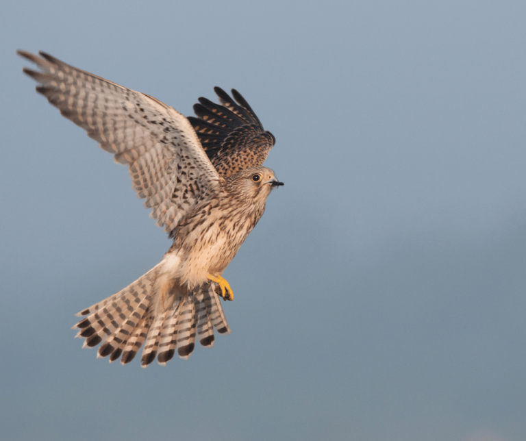 Peregrine Falcon Symbolism: Meaning and Significance