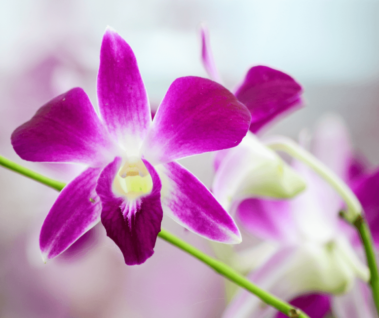 Purple Orchid Flower Meaning Symbolism: Explained