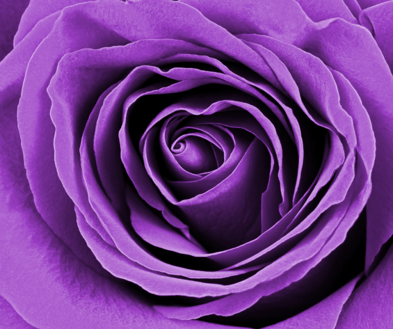 Purple Rose Meaning and Symbolism: Unveiling Its Significance