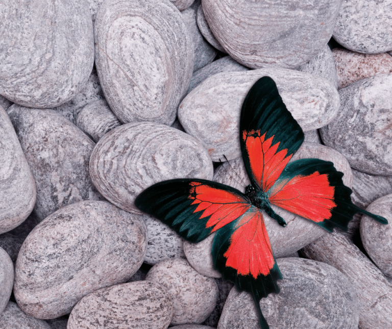 Red Butterfly Symbolism: Spiritual Meaning and Significance
