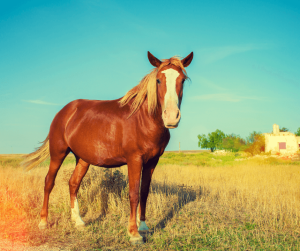 Red Horse Symbolism Meaning: Unpacking the Cultural Significance