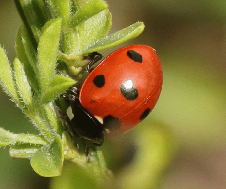 Red Ladybug Symbolism: Understanding Its Spiritual Meaning