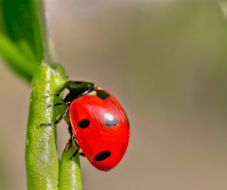 Red Ladybug Symbolism: Understanding Its Spiritual Meaning