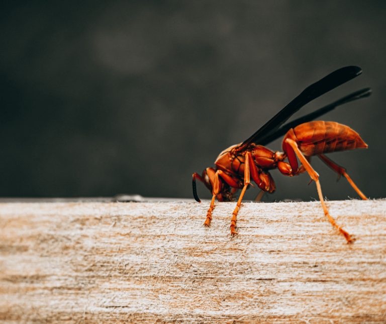 Red Wasp Spiritual Meaning and Symbolism Decoded for You