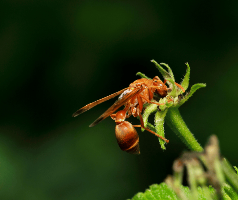 Red Wasp Spiritual Meaning and Symbolism Decoded for You