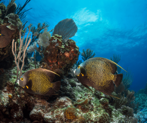 Sea Creature Symbolism: Understanding the Meanings Behind Marine Life ...