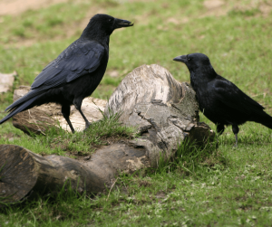 Seeing Two Crows: Spiritual Meaning and Symbolism Explained