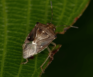 Stink Bug Symbolism Meaning: Understanding the Significance