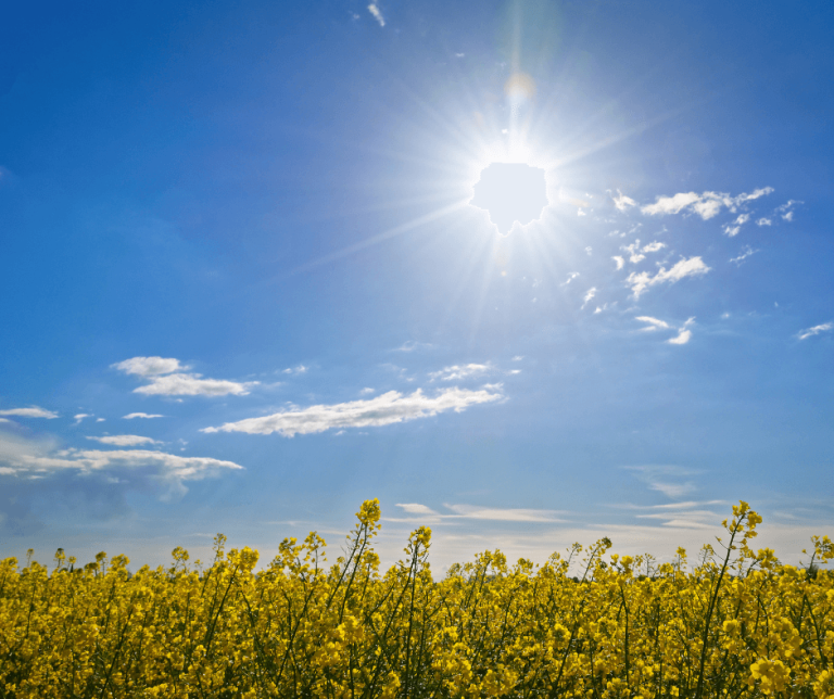 Summer Symbolism Meaning: Exploring the Significance of the Season ...