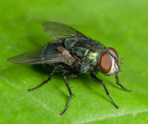 Symbolic Meanings of Flies in Your House: What You Need to Know