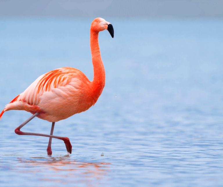 Symbolism of Flamingos: What Do These Pink Birds Represent?