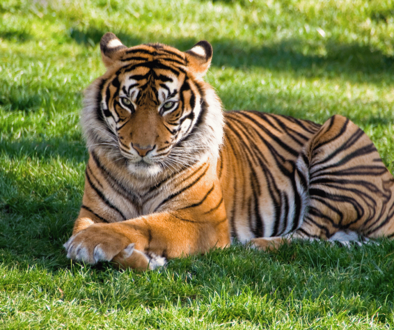 Tiger Symbolism: Understanding the Power of Spirit Animals