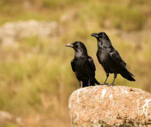 Seeing Two Crows: Spiritual Meaning and Symbolism Explained