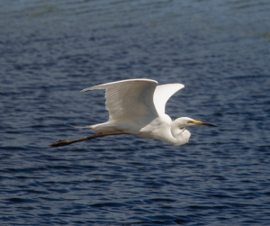 White Egret Symbolism: Exploring the Spiritual Meaning Behind this ...