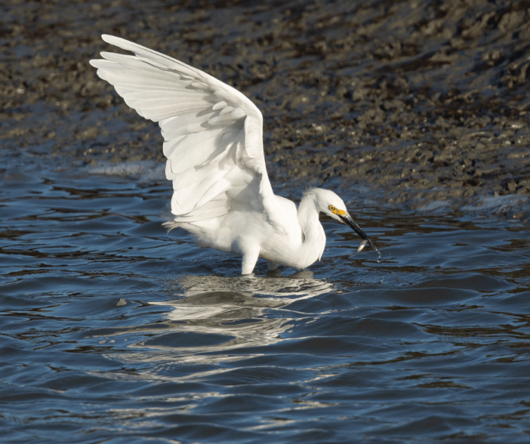 White Egret Symbolism: Exploring the Spiritual Meaning Behind this ...
