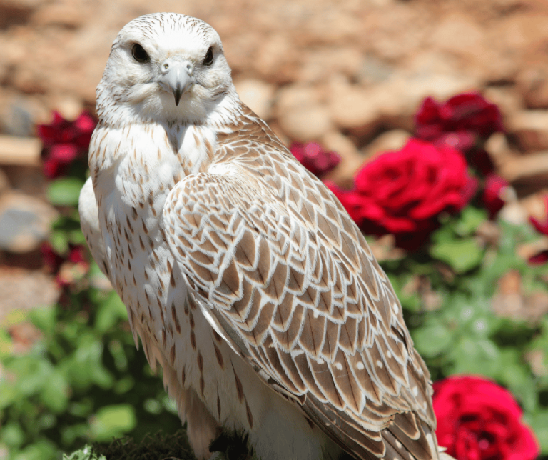 White Hawk Spiritual Meaning and Symbolism: Explained