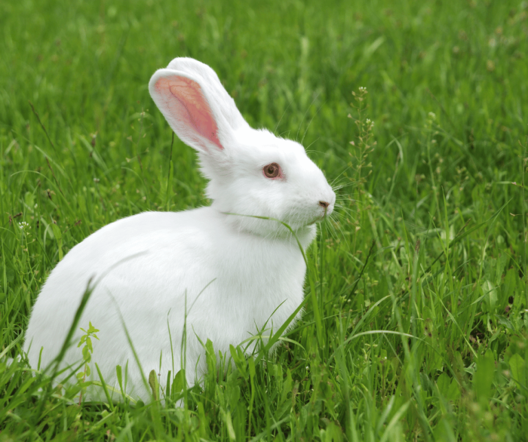White Rabbit Spiritual Meaning and Symbolism: Explained