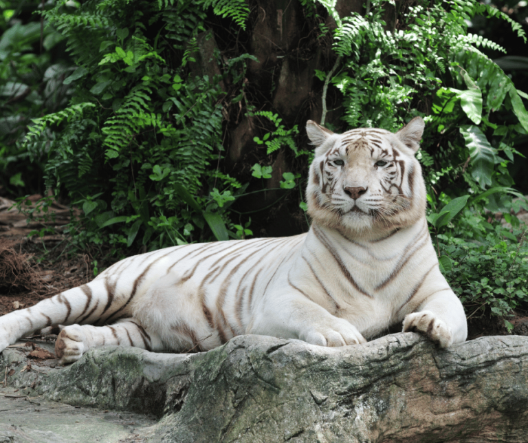 White Tiger Spiritual Meaning and Symbolism: Explained