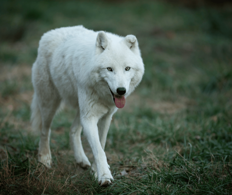 White Wolf Spiritual Meaning Symbolism: Unveiling Insights