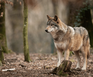 Wolf Symbolism: The Spirit Animal's Meaning and Significance