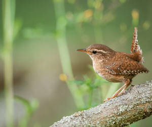 Wren Symbolism: Meaning and Significance in Various Cultures