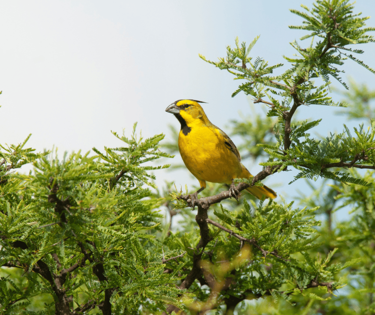 Yellow Cardinal: Spiritual Meaning and Symbolism Explained